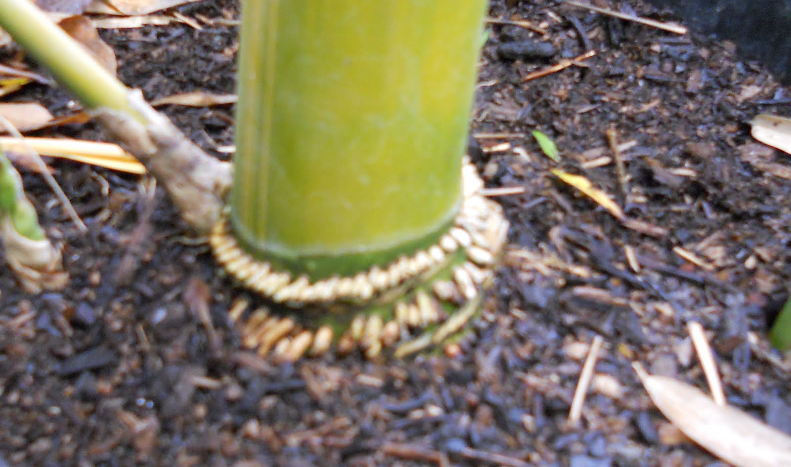 Bamboo Geek: Bamboo: The odd and unusual