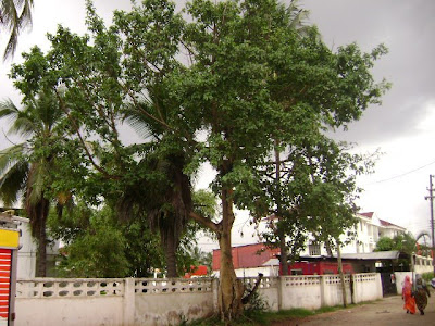 MITIKI -KILIMO KWANZA: MKUYU