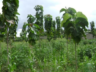 MITIKI -KILIMO KWANZA: May 8, 2009