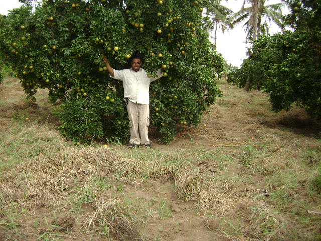 MITIKI -KILIMO KWANZA: KILIMO CHA MICHUNGWA NA MACHENZA