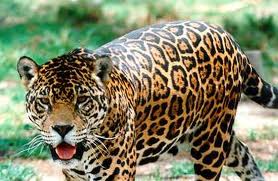 Selva_Tropical_Humeda: Animales de la Selva Tropical.