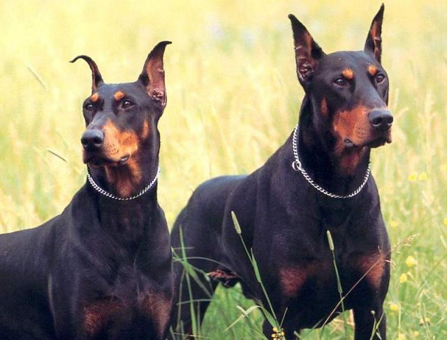Razas de perros: Raza Doberman