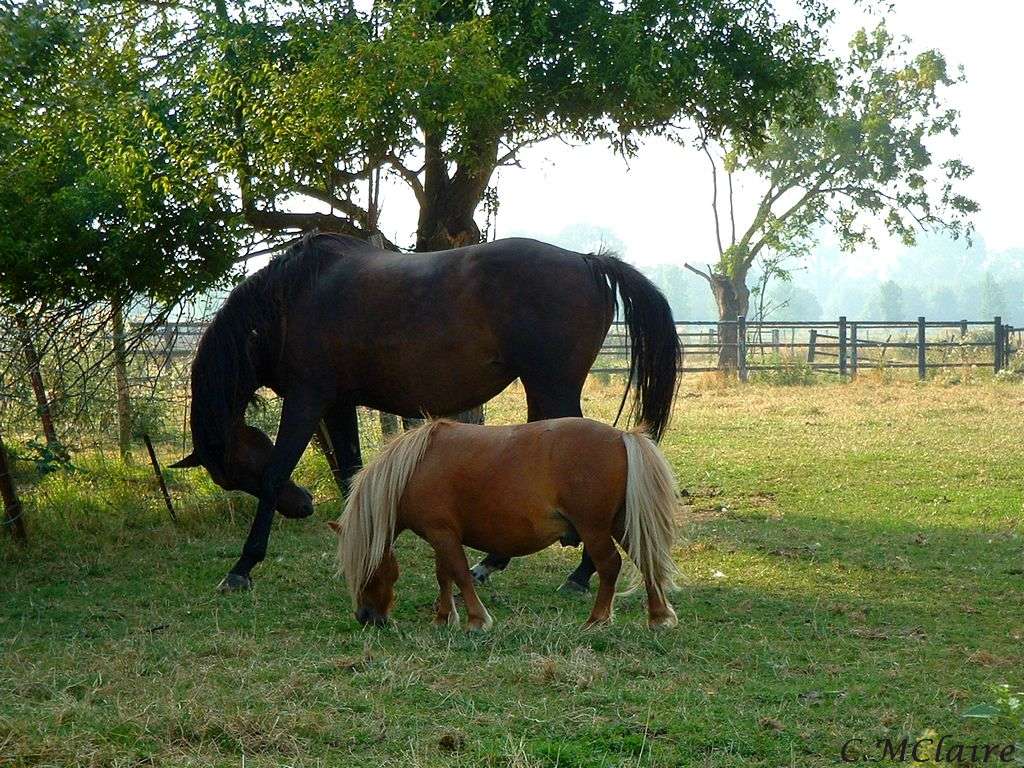 Caballos Ponis: Fotos de caballos