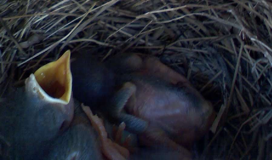 A Native Backyard: Update on the Bluebirds Second Brood
