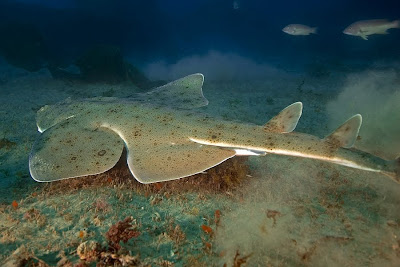 Types Of Sharks: Angel Shark