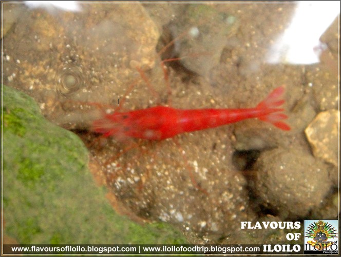 The enchanted "pulang pasayan" of Isla Tiniguiban in Guimaras