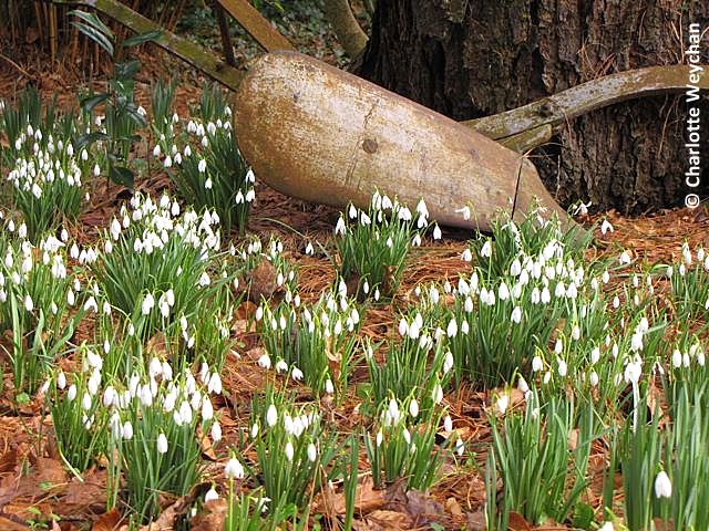 See the best snowdrops in Britain - gardens where they bloom!