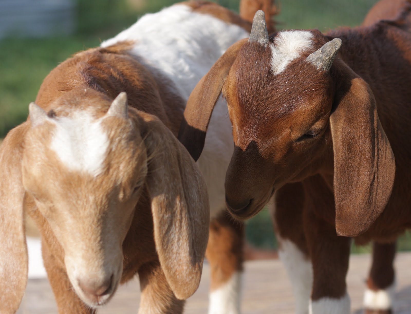 Beth Mitchell Photography