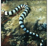 Sara's blogg: VAR DET EN SÅN ?? SVART VIT RANDIGA HAVSORMEN