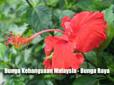 Patriotisme-Malaysia: Bunga Kebangsaan Malaysia