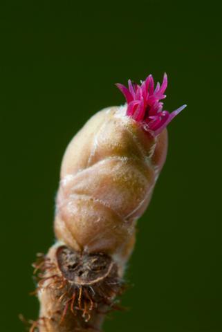 Glenlyon Woodfuel Initiative: March 2010