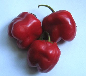 capsicum pubescens: ANTECEDENTES DEL ROCOTO