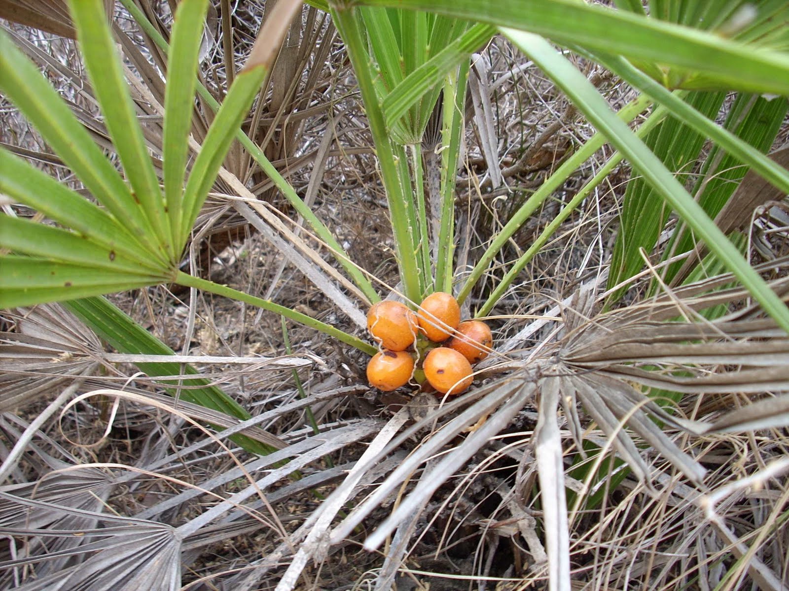 Naturaleza Benalup: Palmito (Chamaerops humilis)