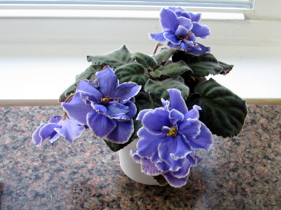 Marilyn's Florida Garden: African Violets