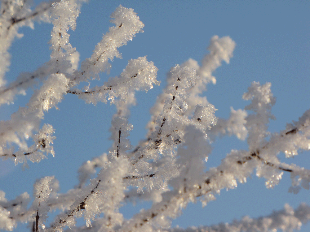 Drömmen om en trädgård: Rimfrost