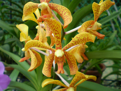 Bunga Orkid Ku - Orkid Idaman Hati Ku: Bunga Orkid Ku 1