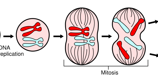Cikgu Naza: [Biology Form 4] Mitosis