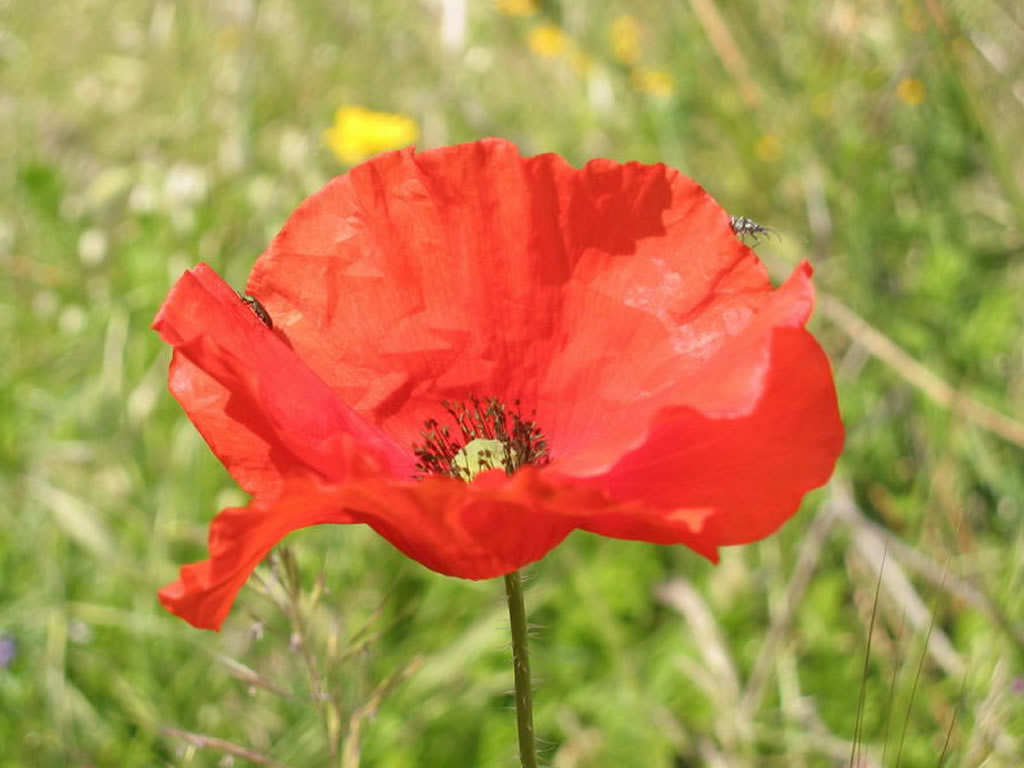 cadalso vive: La Amapola...