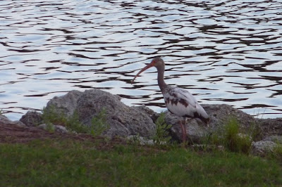 Greg's Running Adventures: Indian River Run