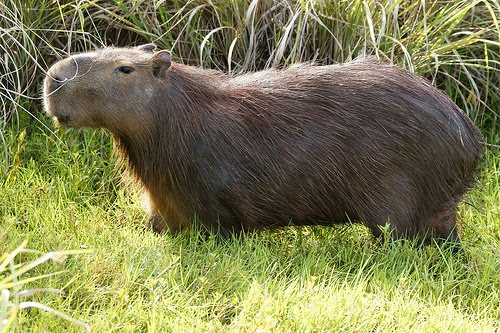 CONSERVACION: CARPINCHO O CAPIBARA - (Hydrochoerus hydrochaeris)