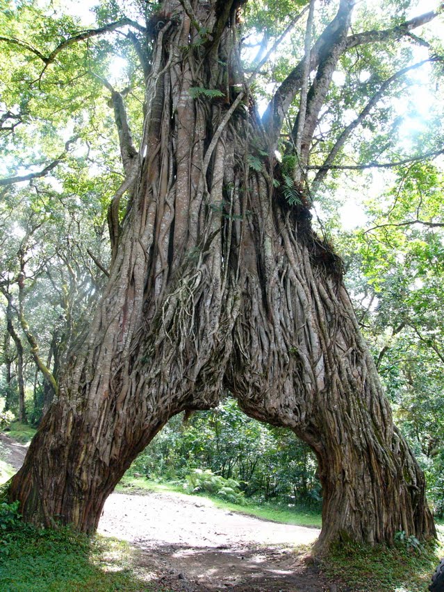 ngirilover: Chapter 2 Arusha National Park Mental Sanity