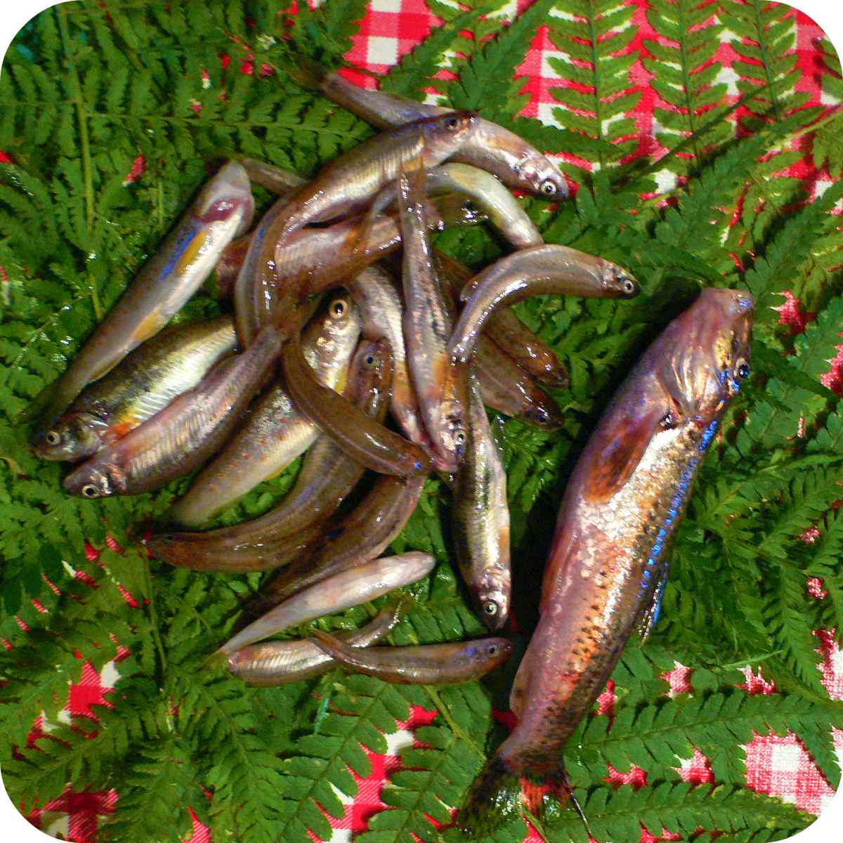 Isabelle Kessedjian: Une journée à la pêche.