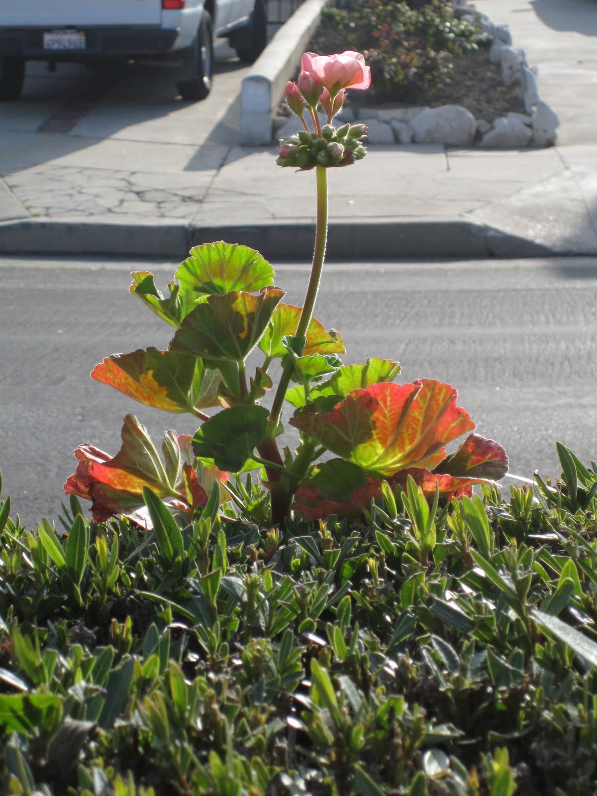 Fun Friday: Spring Flower Walk - GoExploreNature.com