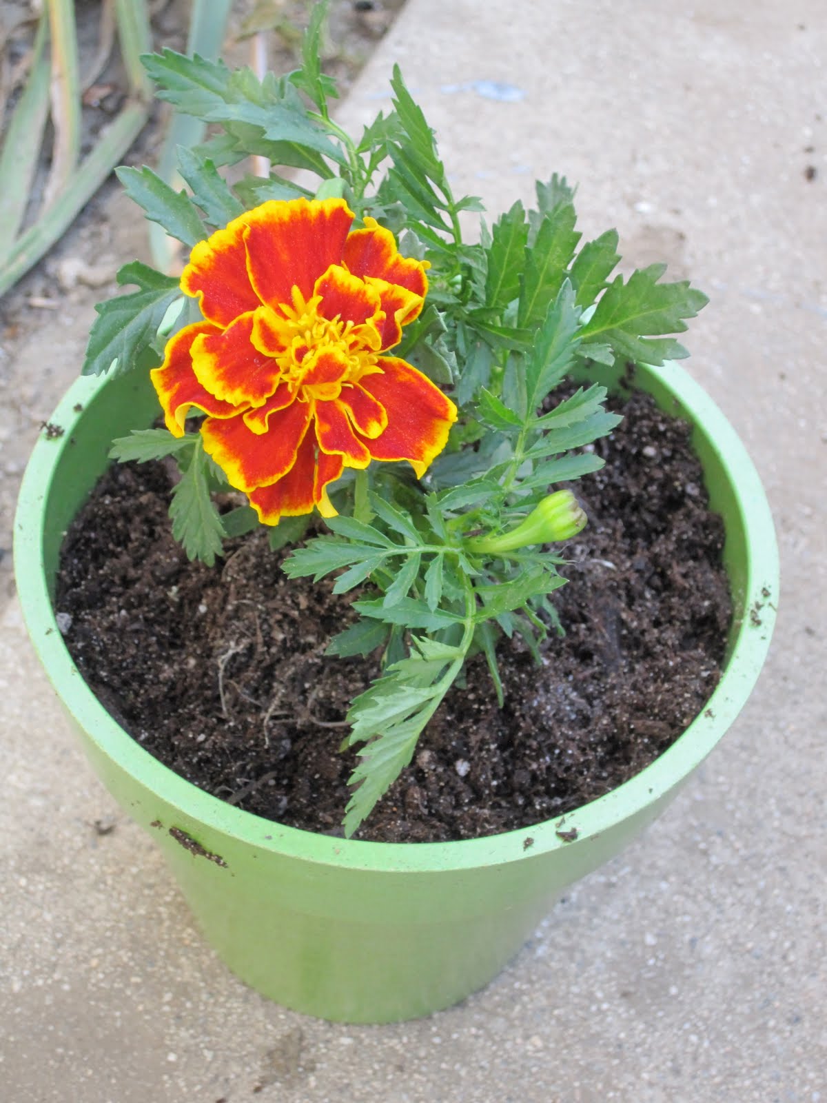 Fun Friday: Plant a Flower - GoExploreNature.com