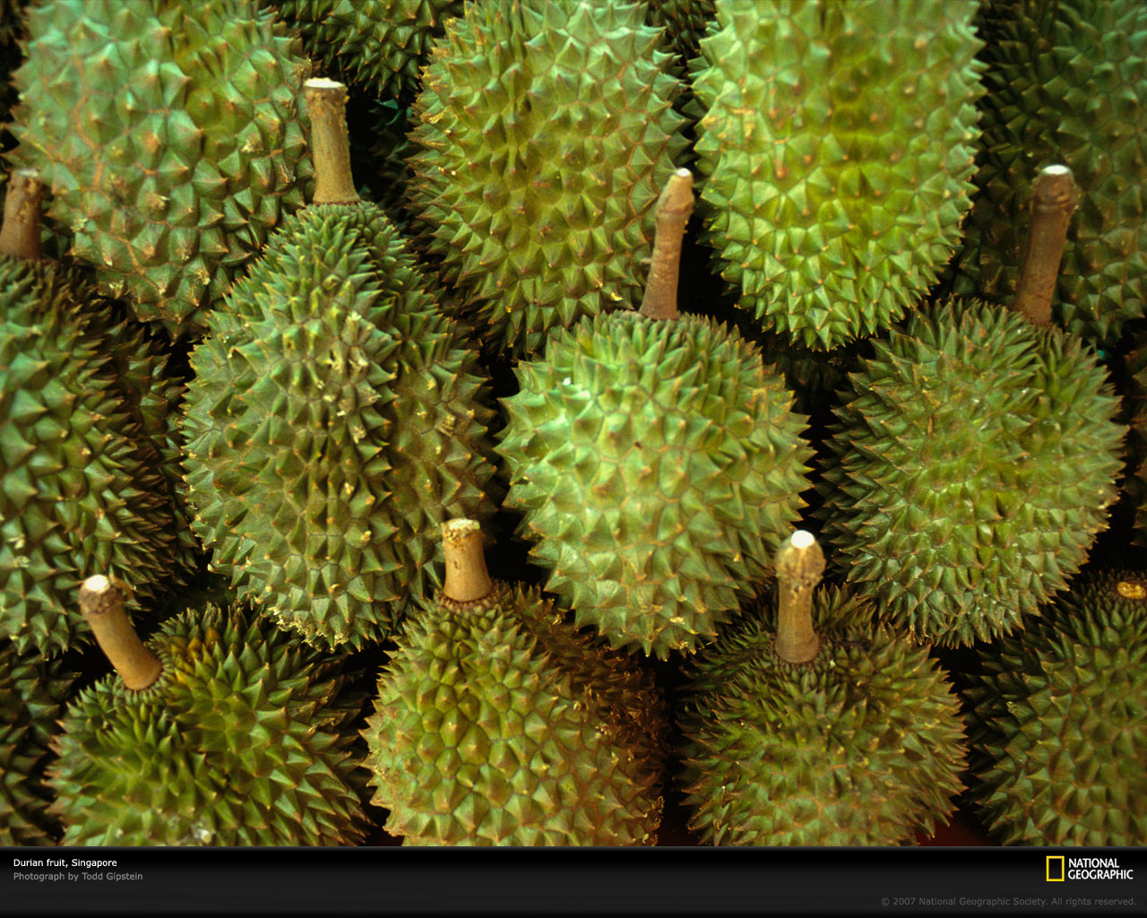 The Further, The Better: Did you know...about Durian fruit?