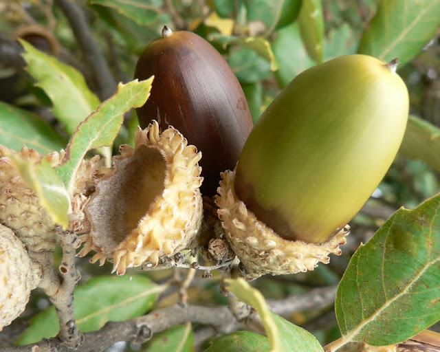 Á R B O L E S (T R E E S) y P A L M E R A S (P A L M S): Quercus suber ...