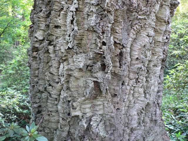 Á R B O L E S (T R E E S) y P A L M E R A S (P A L M S): Quercus suber ...