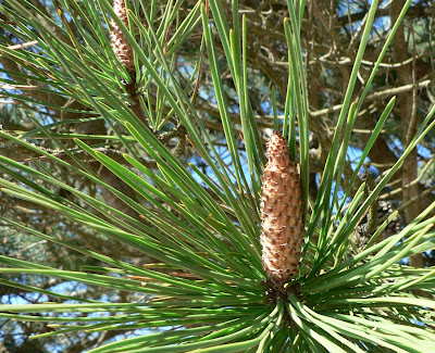 Á R B O L E S (T R E E S) y P A L M E R A S (P A L M S): Pinus pinaster ...