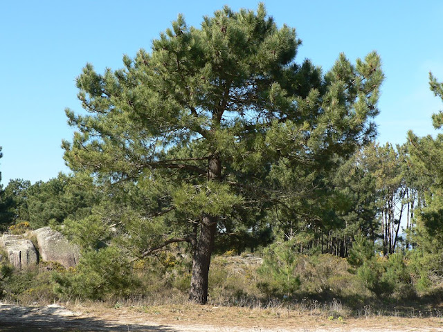 Á R B O L E S (T R E E S) y P A L M E R A S (P A L M S): Pinus pinaster ...