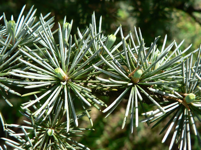 Á R B O L E S (T R E E S) y P A L M E R A S (P A L M S): Cedrus ...