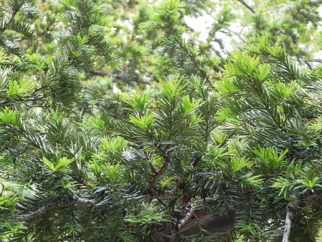 Á R B O L E S (T R E E S) y P A L M E R A S (P A L M S): Taxus baccata ...