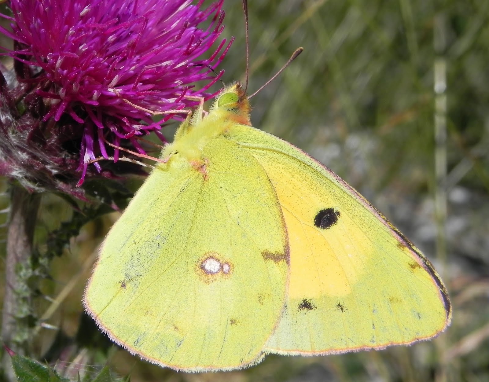 MARIPOSAS (BUTTERFLIES): Colias croceus Geofroy en Fourcroy (Pieridae)