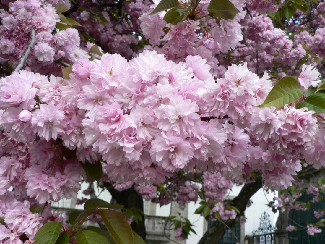 Á R B O L E S (T R E E S) y P A L M E R A S (P A L M S): Prunus ...