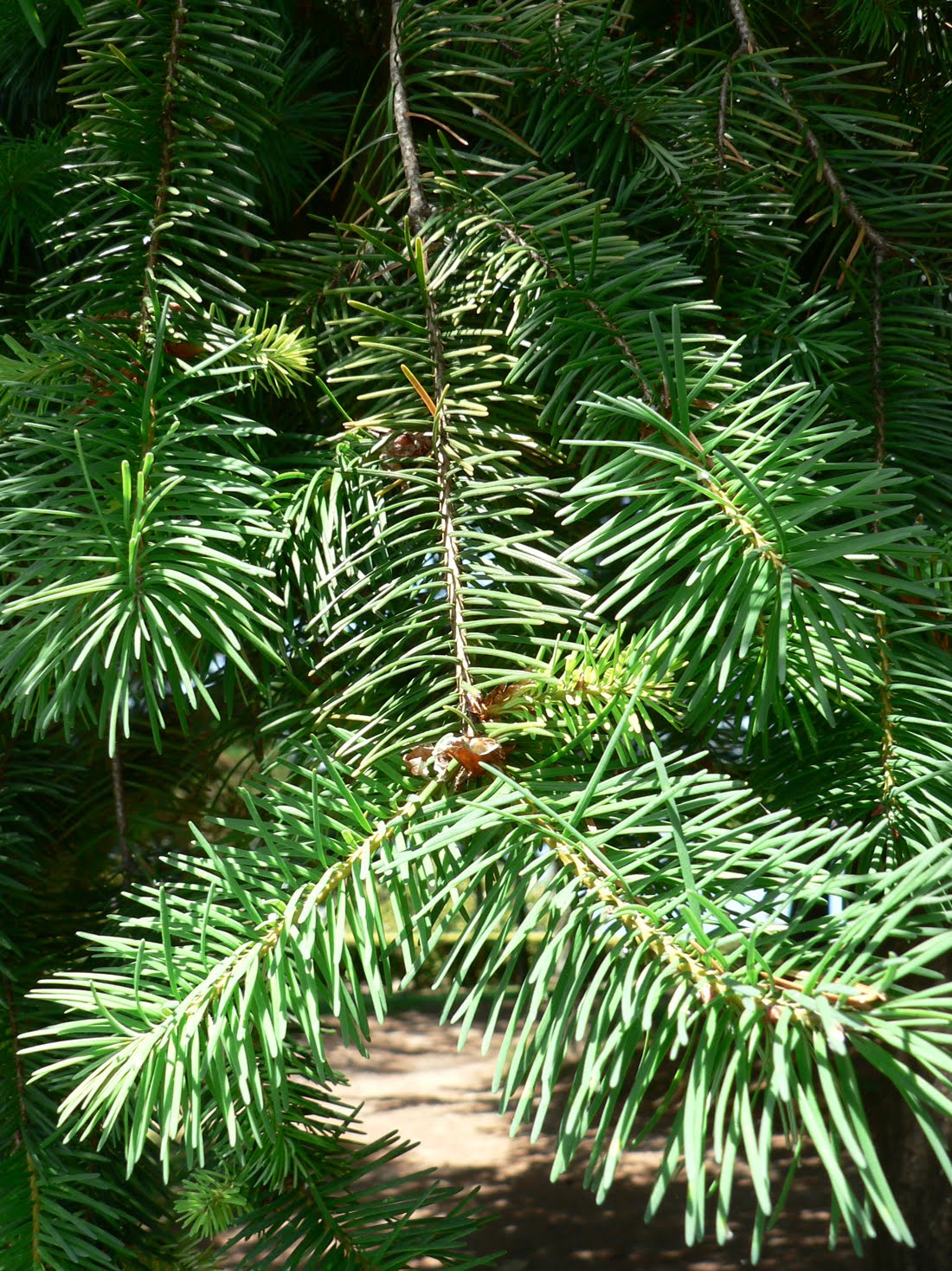 Á R B O L E S (T R E E S) y P A L M E R A S (P A L M S): Pseudotsuga ...