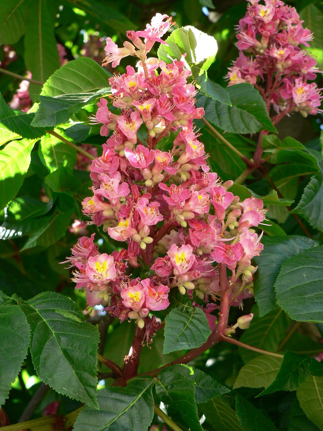 Á R B O L E S (T R E E S): Aesculus x carnea Hayne (CASTAÑO DE INDIAS ROJO)