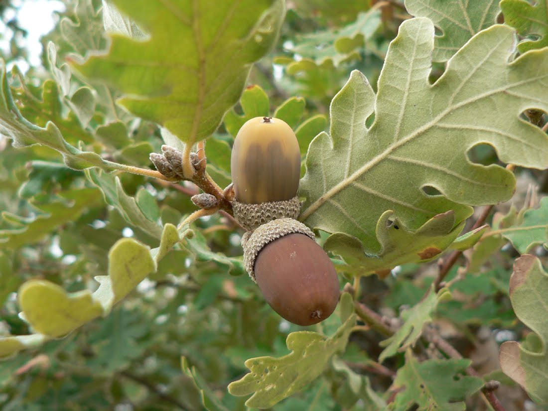Á R B O L E S (T R E E S): Quercus pyrenaica Willd. (MELOJO, ROBLE DE ...