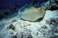 Biologia Online - Profª Cabral: 2º ANO - PEIXES CARTILAGINOSOS