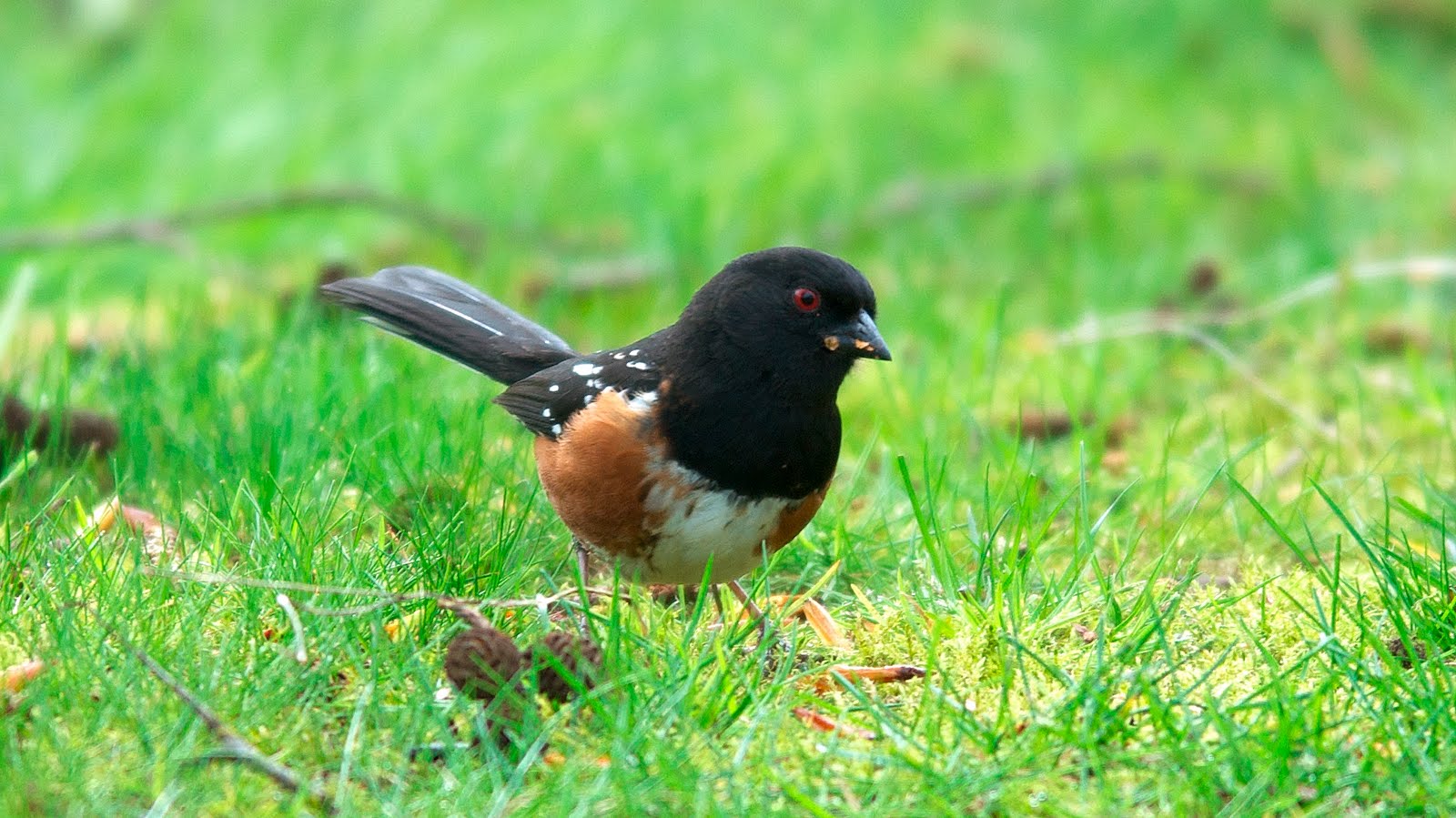 NW Bird Blog: Rufous-sided Towhee