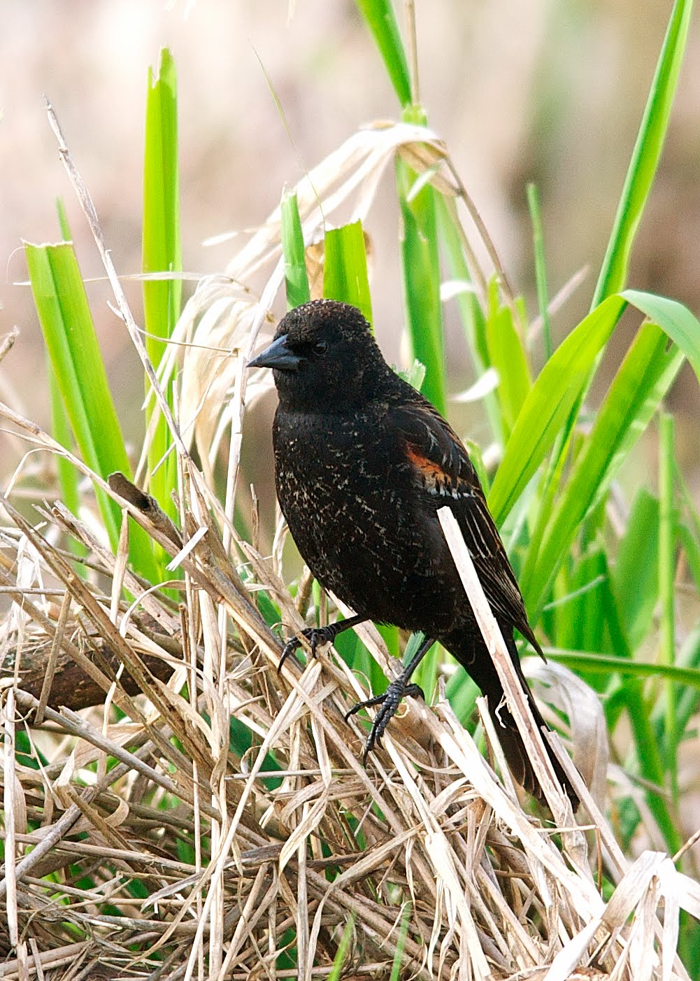NW Bird Blog: Red-winged Blackbird - Immature