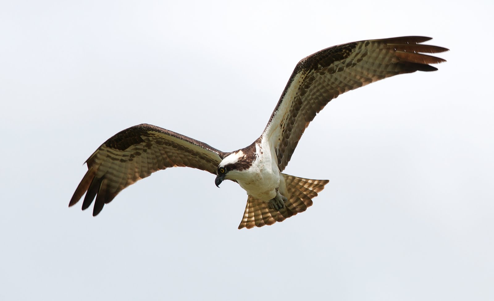 NW Bird Blog: May 2010