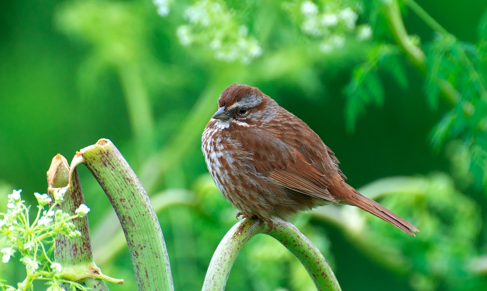 NW Bird Blog: Song Sparrow