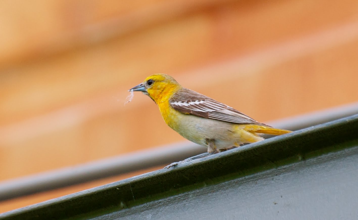 NW Bird Blog: Bullock's Oriole - Female