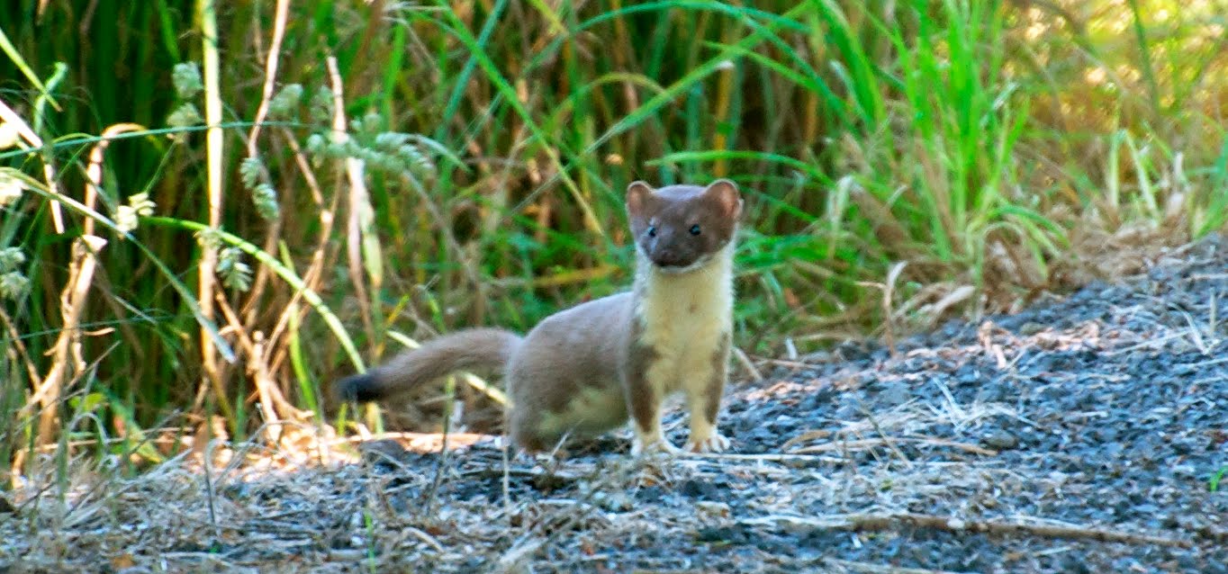 NW Bird Blog: Long-tailed Weasel - Juvenile