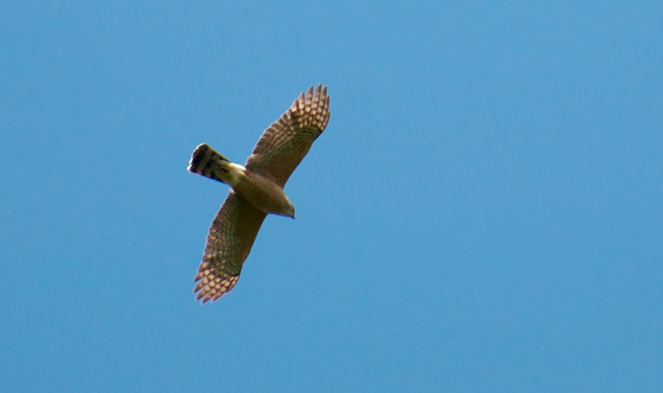 NW Bird Blog: Sharp-shinned Hawk
