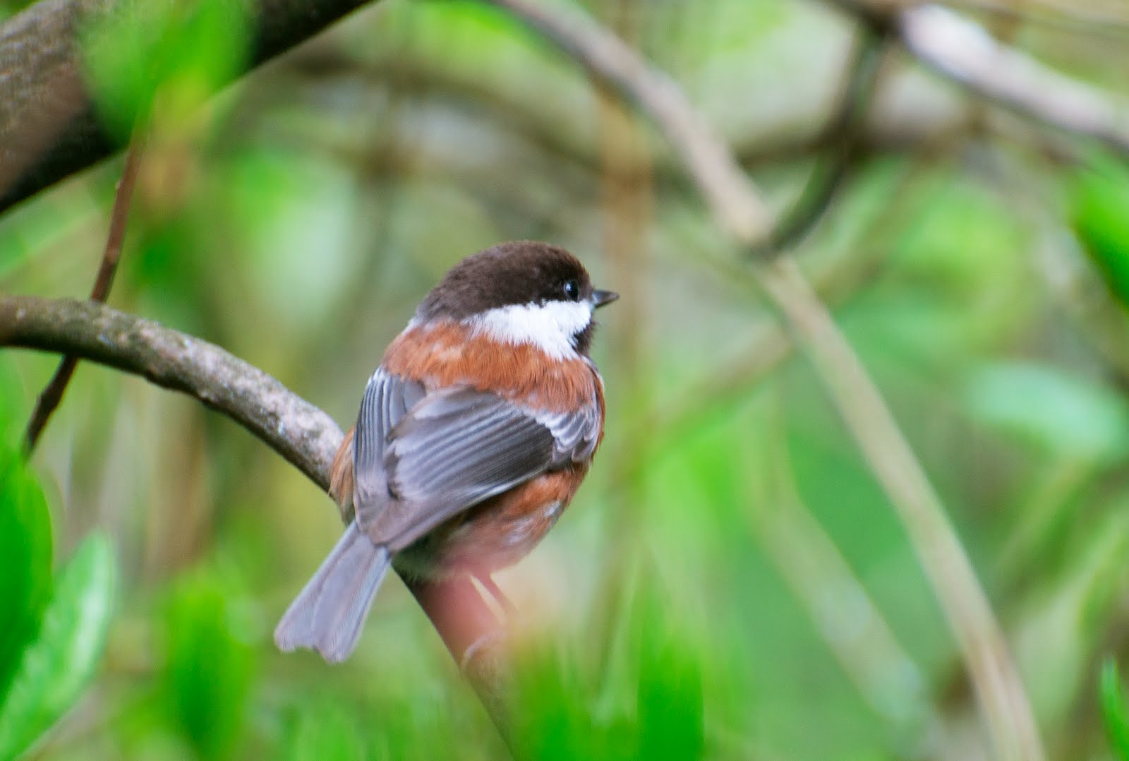 NW Bird Blog: Chestnut-backed Chickadee