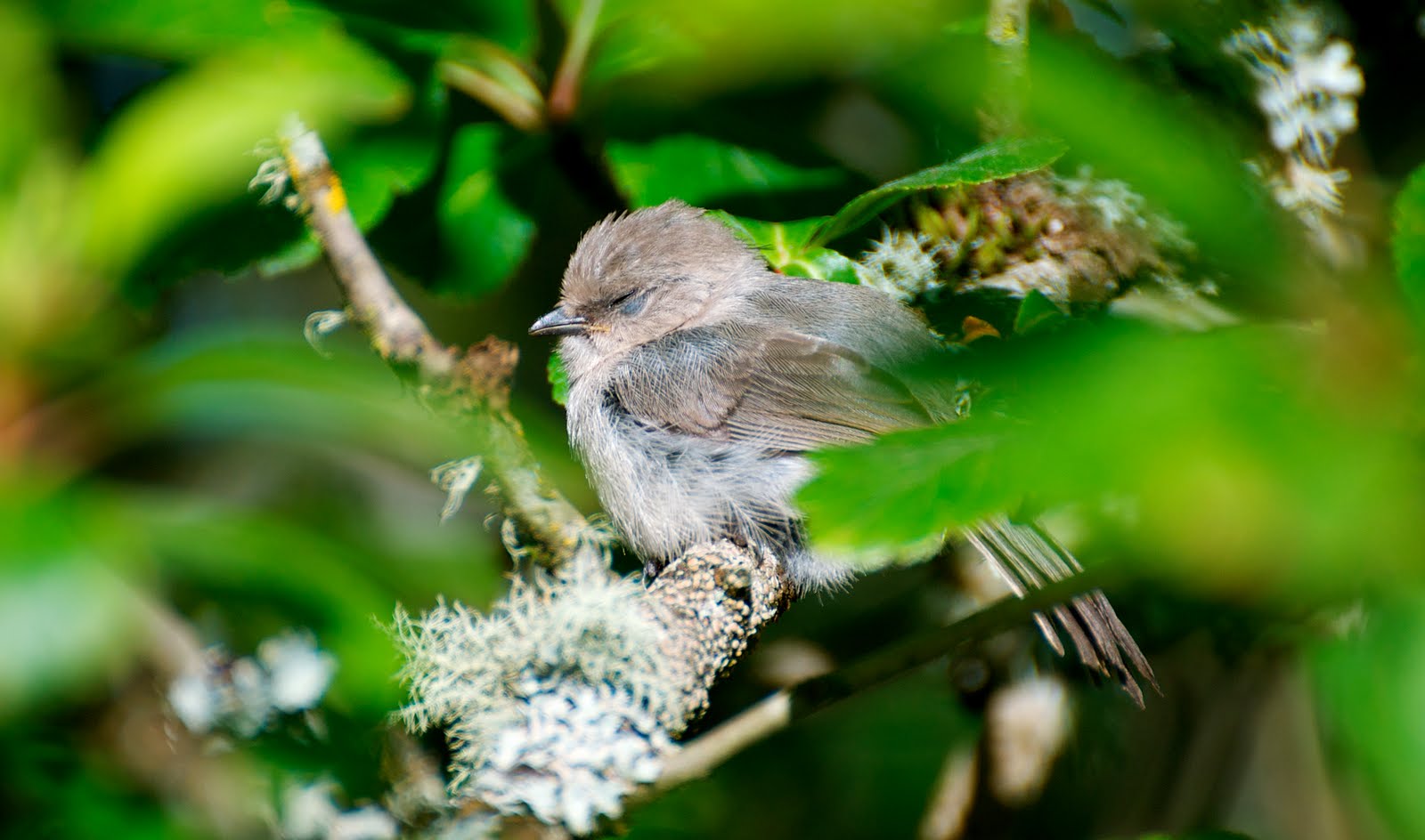 NW Bird Blog: Bushtit